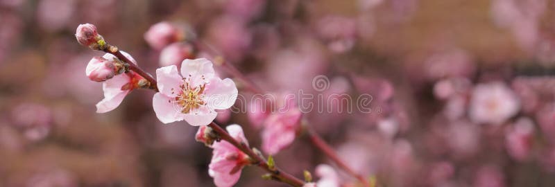Blooming plum tree stock image. Image of beauty, freshness - 210485937