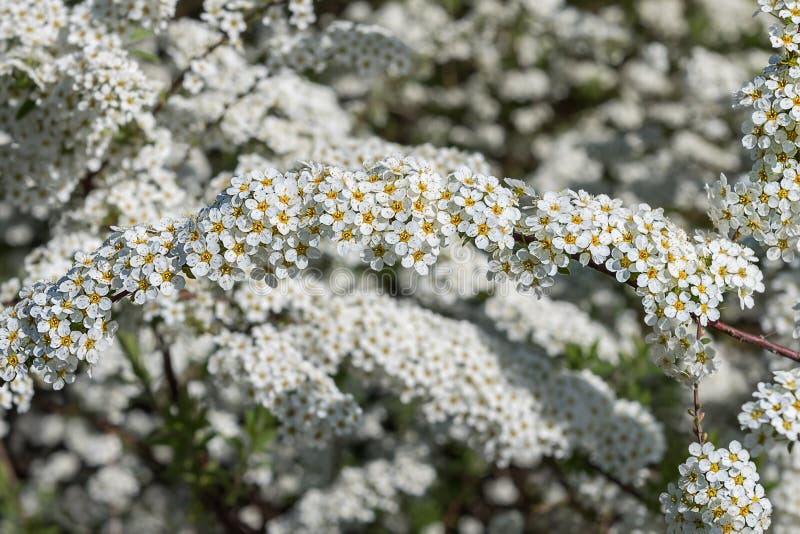 Blooming Plum Tree. Spring Landscape Stock Image - Image of bloom ...