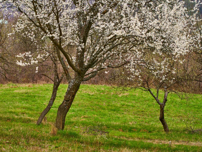 Blooming plum trees stock image. Image of freshness, blooming - 90032075