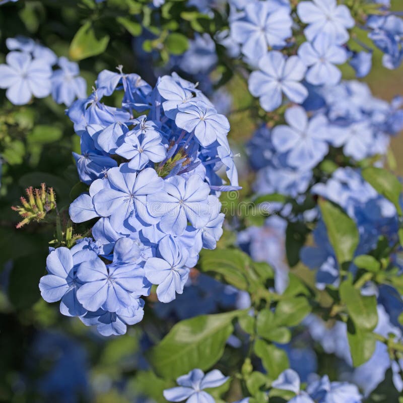 Flowering Plumbago, Plumbago Auriculata, in Summer Stock Image - Image ...