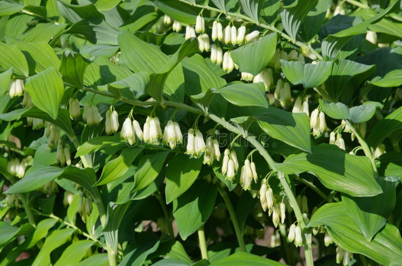 Polygonatum Multiflorum Flower in Meadow, Close Up Stock Photo - Image ...