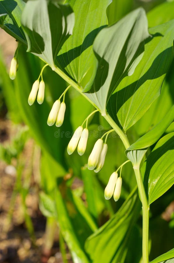Polygonatum in a garden. stock image. Image of water - 36285949