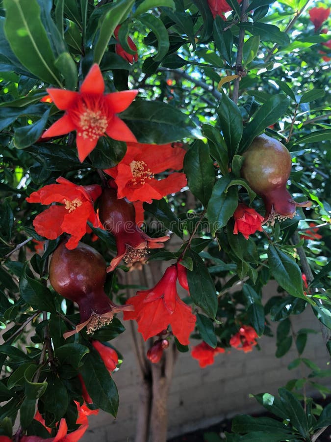 Blooming pomegranate tree stock photo. Image of agriculture - 32185224
