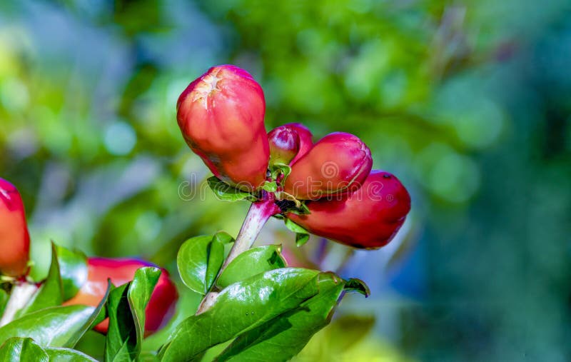 Blooming pomegranate tree stock photo. Image of agriculture - 32185224