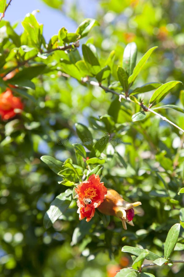 Blooming pomegranate tree stock photo. Image of agriculture - 32185224