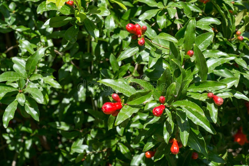 Blooming pomegranate tree stock image. Image of bright - 118245907