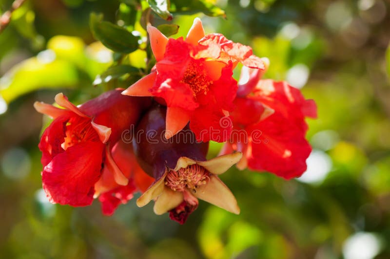 Blooming pomegranate tree stock photo. Image of agriculture - 32185224