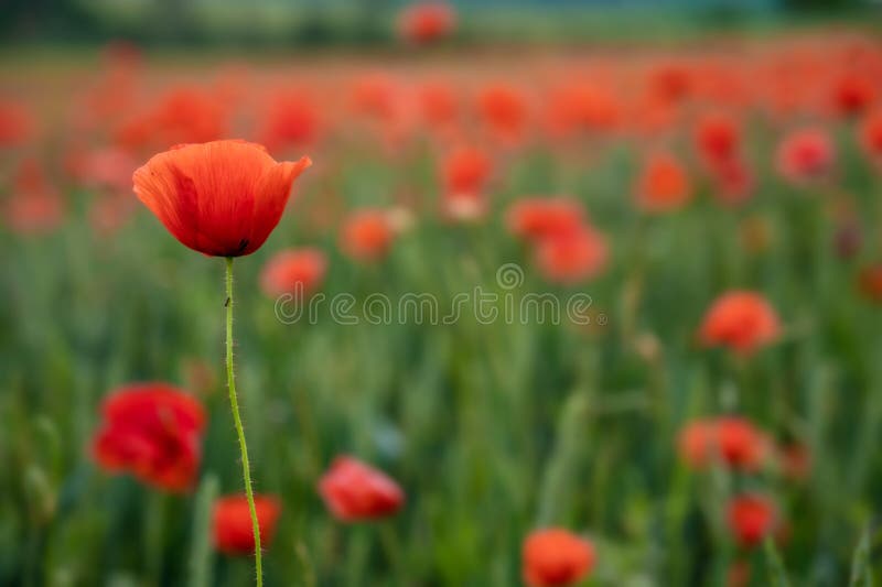 Blooming Poppies with Copy Space Stock Photo - Image of flower, plant ...