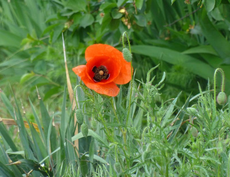 Blooming Poppy stock photo. Image of field, green, nature - 92437622