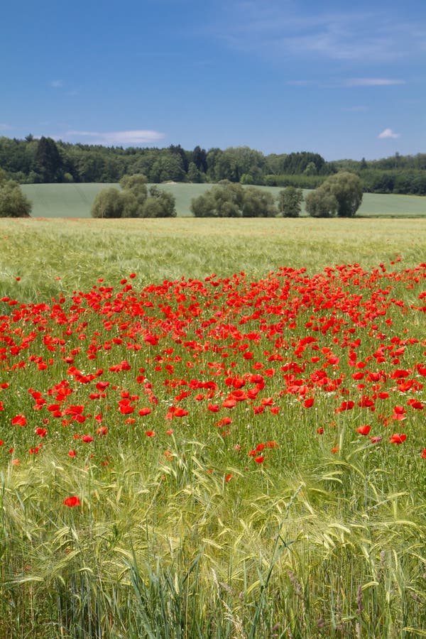 Blooming poppy field stock image. Image of nature, blossoms - 19770925