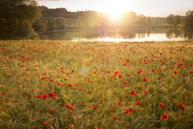 Blooming Poppy Field in Warm Evening Light Stock Image - Image of ...