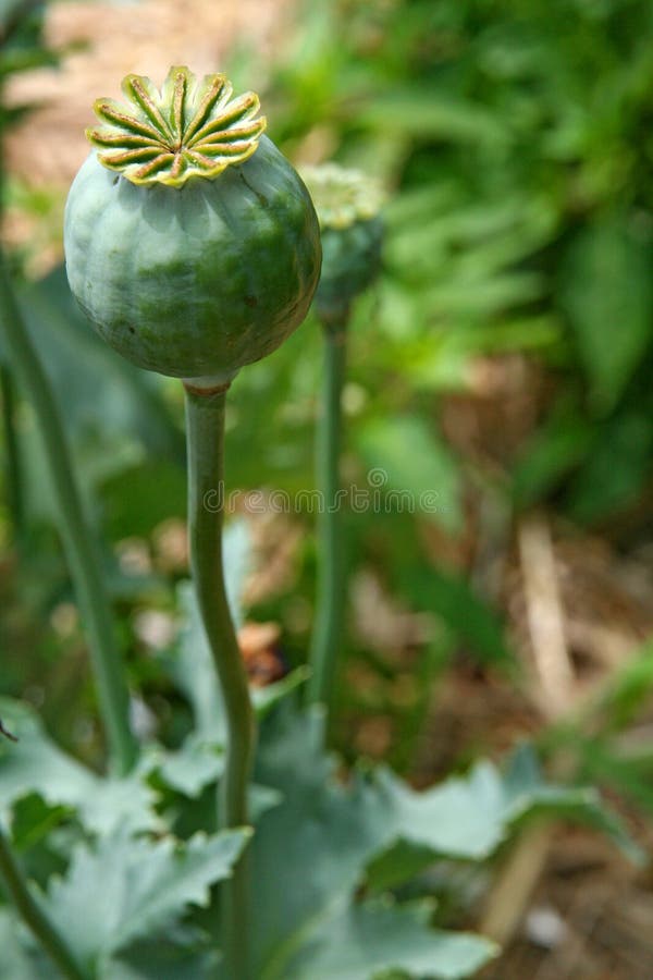 Blooming poppy flower stock image. Image of leafy, bloom - 10328795