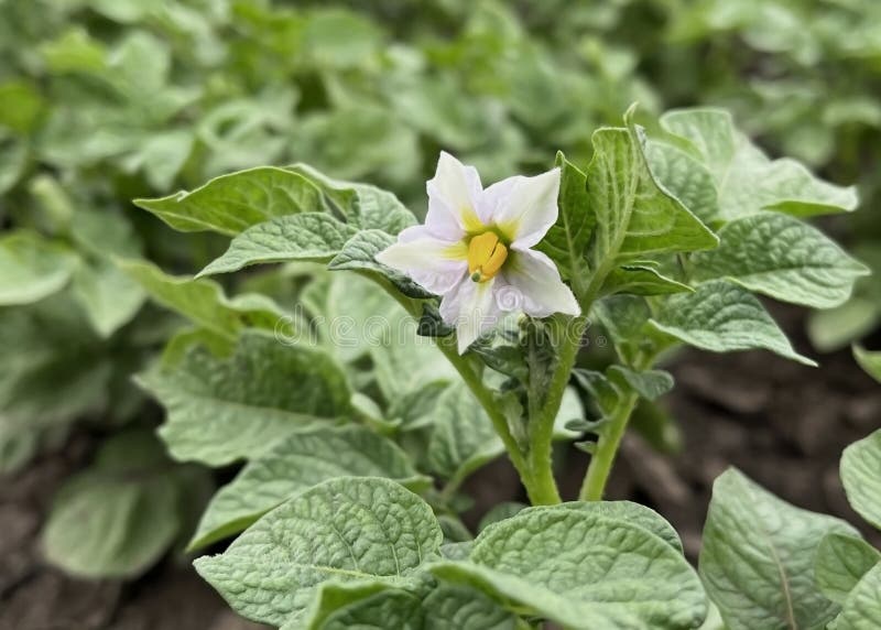 Blooming Potato Bush Grows in the Garden Stock Photo - Image of grows ...