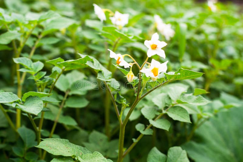 Blooming potato plants stock photo. Image of nature - 153200852