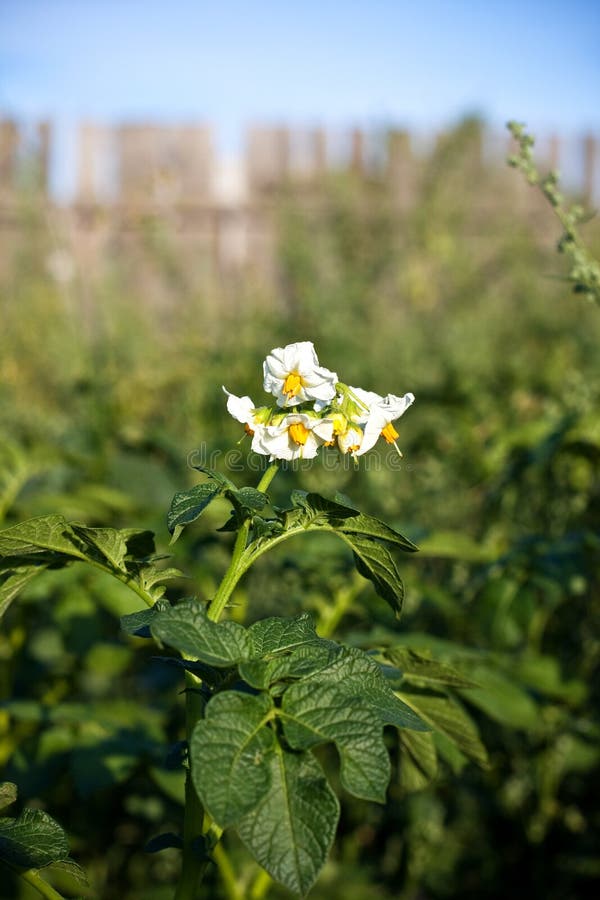 Blooming potato stock image. Image of field, macro, country - 42140589