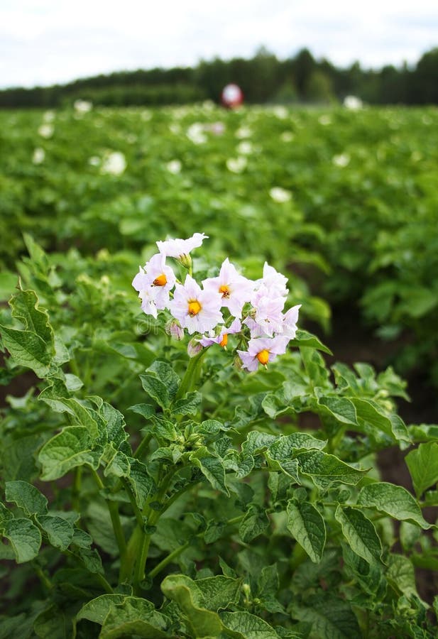 Blooming potatoes stock image. Image of food, green, agriculture - 55995569