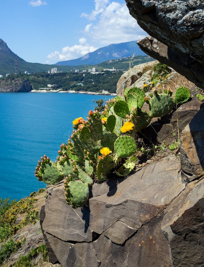 Blooming Prickly Pear Growing on a Rocky Ledge of the Crimean Mountains ...