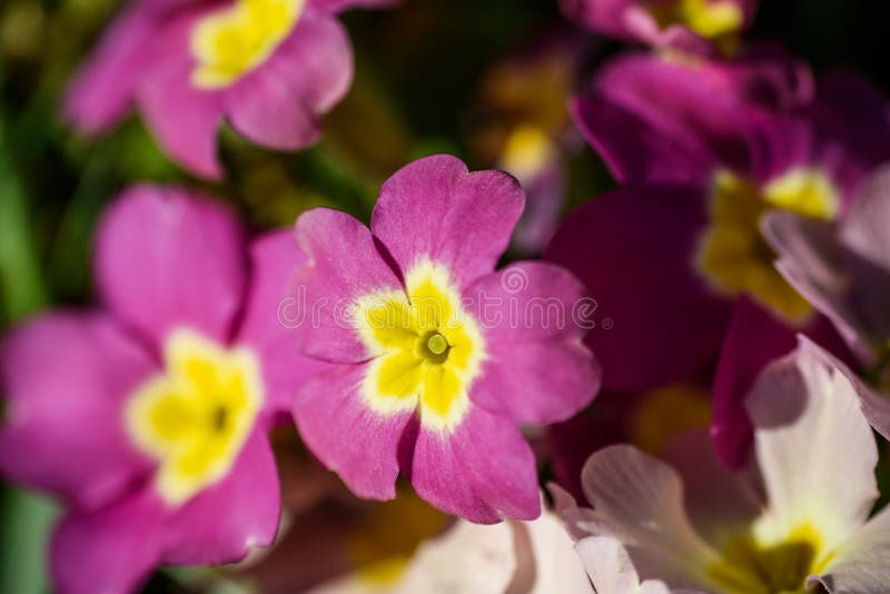 Blooming Primrose in Spring Stock Photo - Image of flora, purple: 114334970