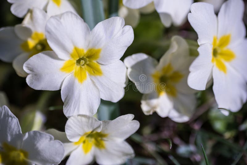 Blooming Primrose in Spring Stock Photo - Image of primrose, plant ...