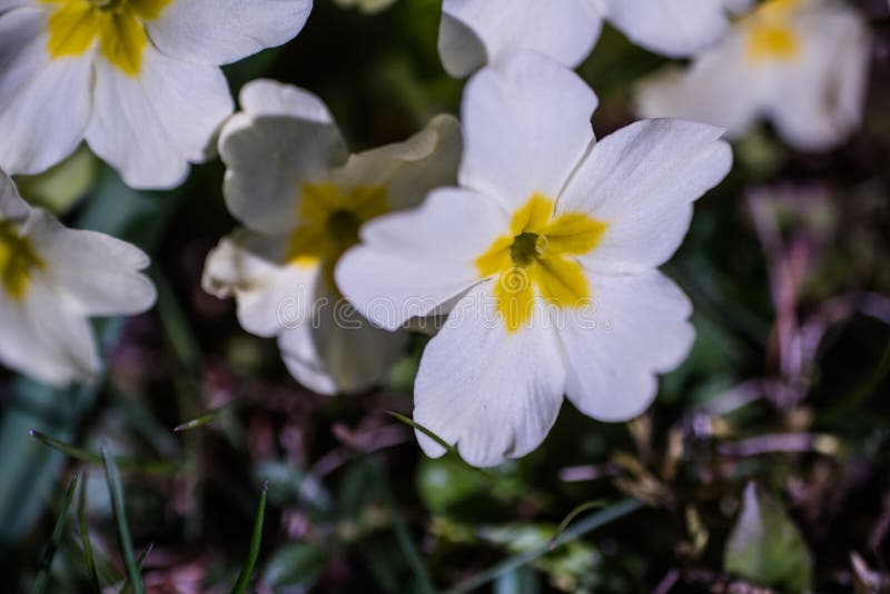 Blooming Primrose in Spring Stock Photo - Image of outdoor, flower ...