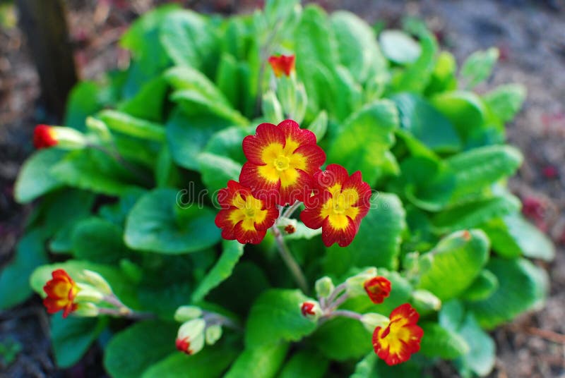 Blooming primrose stock photo. Image of garden, flower - 72695872