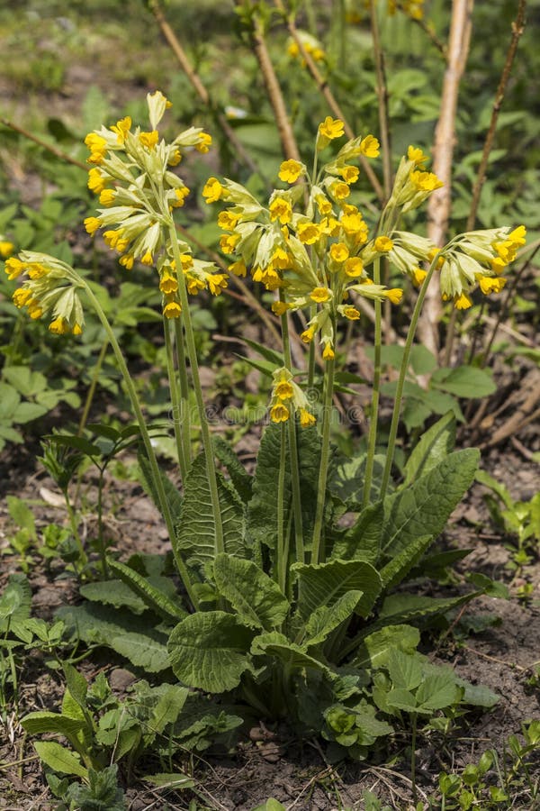 Blooming Primrose Spring in a Clearing Stock Image - Image of leaves ...