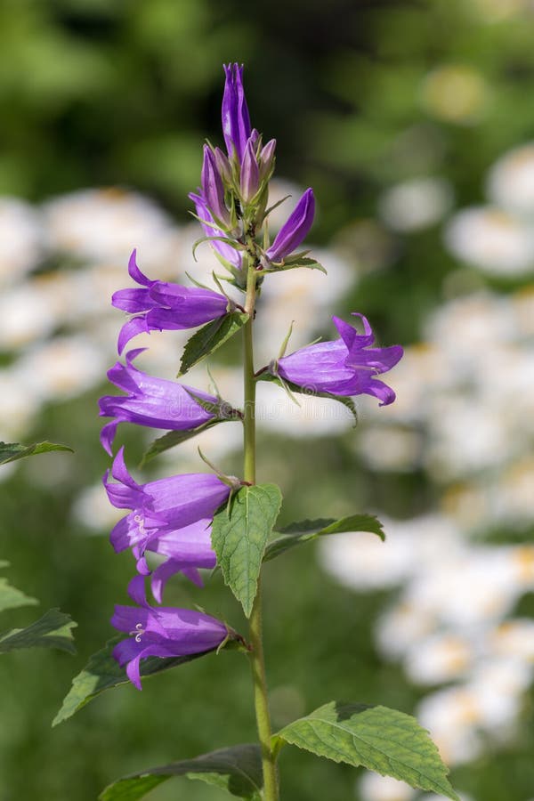 Bellflower in Summer Close Up Stock Image - Image of purple, campanula ...