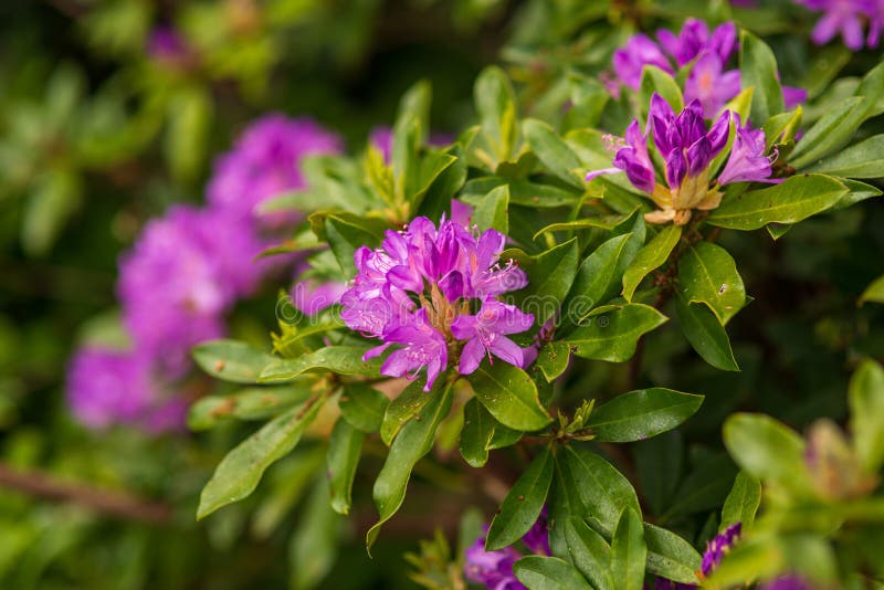 Blooming Purple Buds of Rhododendron Stock Image - Image of closeup ...