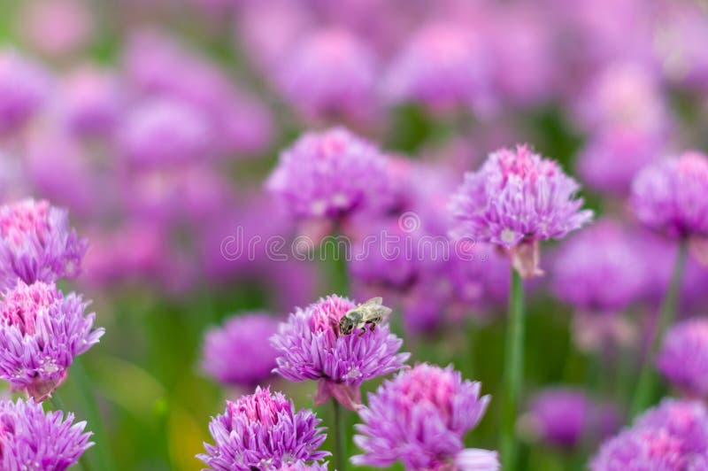 Blooming Purple Bulb Onion in the Spring Time in the Garden Stock Photo ...