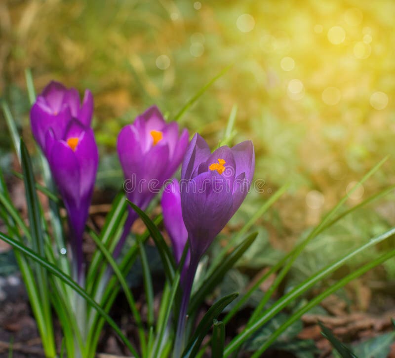 Blooming Purple Crocus Flowers, First Spring Flowers in the Forest and ...