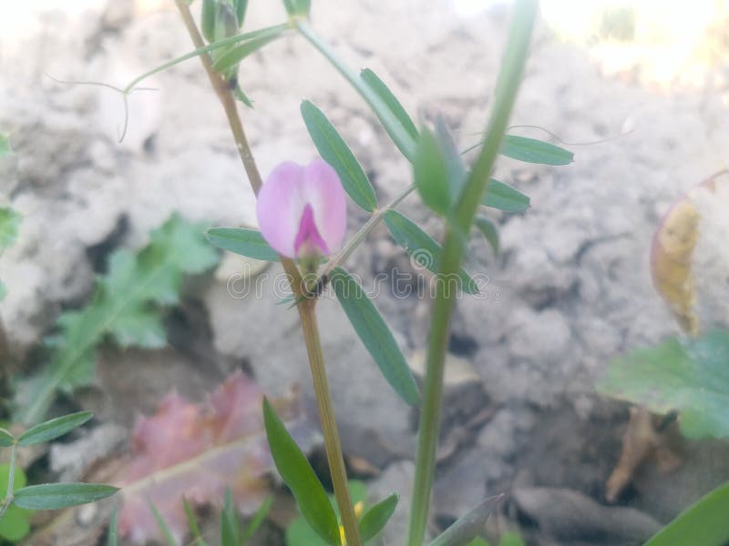 Blooming Purple Flower of Pulses Stock Photo - Image of beautiful ...