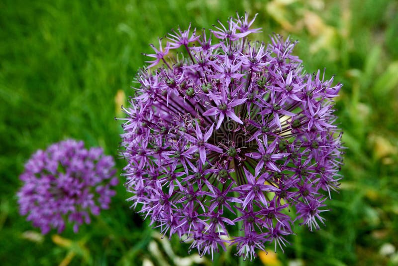 Illium Stock Photos - Free & Royalty-Free Stock Photos from Dreamstime