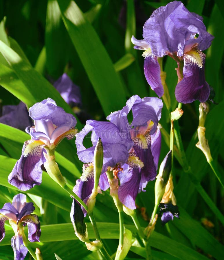 Blooming Purple Iris in Spring Stock Image - Image of garden, fresh ...