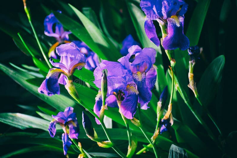 Blooming Purple Iris in Spring Stock Image - Image of nature, blooming ...