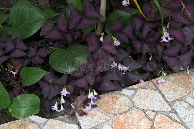 Blooming Purple Oxalis Triangularis, Aka False Shamrock Stock Image ...