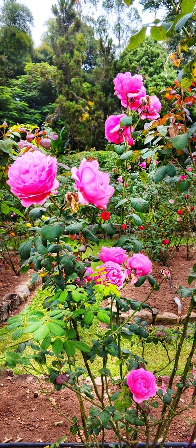 Blooming Purple Roses in the Garden Stock Image - Image of rose, bunga ...
