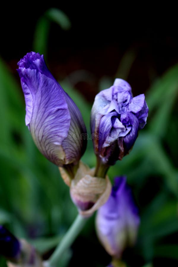 Blooming Purple Siberian Irises Stock Photo - Image of bloom, petals ...