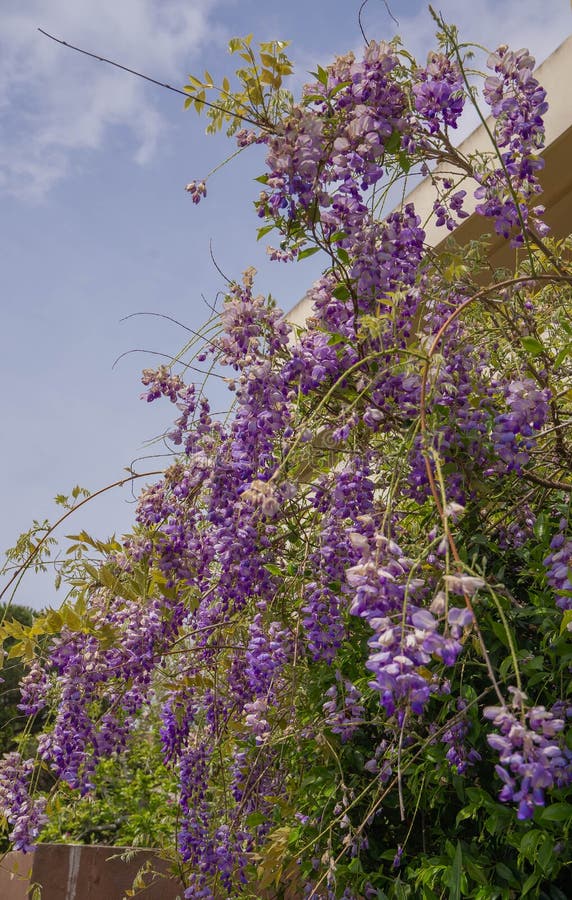 Blooming Purple Spring Wisteria in Rome, Italy Stock Image - Image of ...
