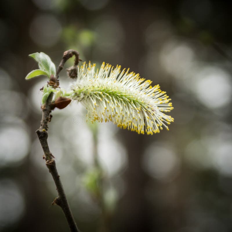 Blooming Willow Salix with Ants on the Branch Stock Image - Image of ...