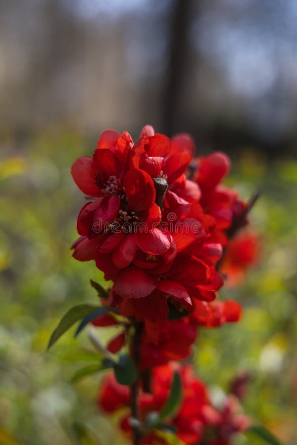 Blooming Quince, Red Flowers Close Up, Stock Photo - Image of shrub ...