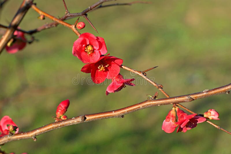 Blooming Quince in Spring in a Fruit Garden Stock Photo - Image of bush ...
