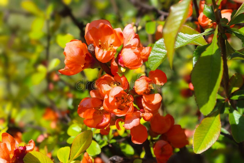 Blooming Quince is Beautiful and Tender Stock Photo - Image of spring ...