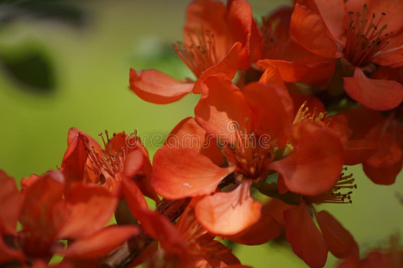 Blooming quince stock photo. Image of blooming, tree - 73614334