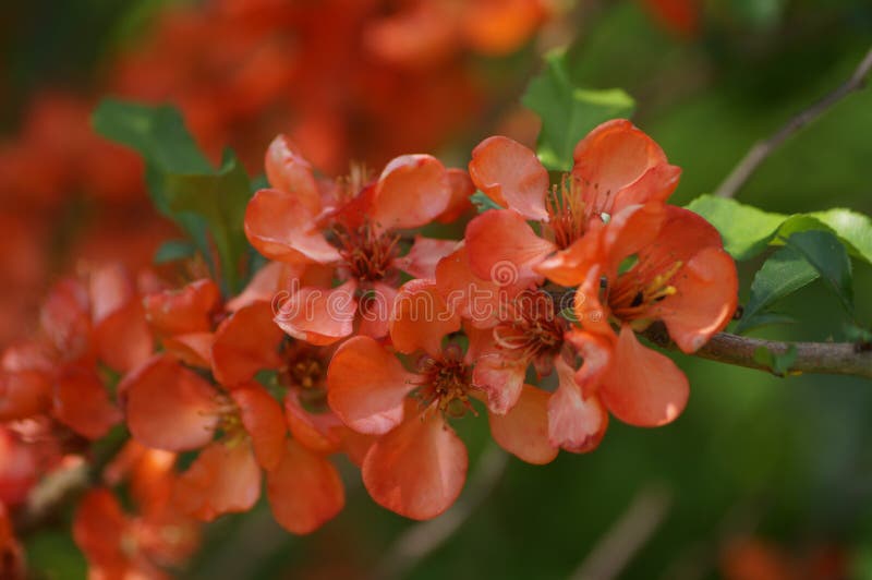 Blooming quince stock photo. Image of blooming, quince - 73945036