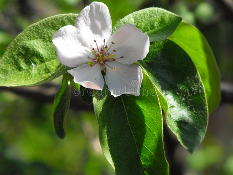 Blooming quince stock image. Image of closeup, pear, spring - 54422007