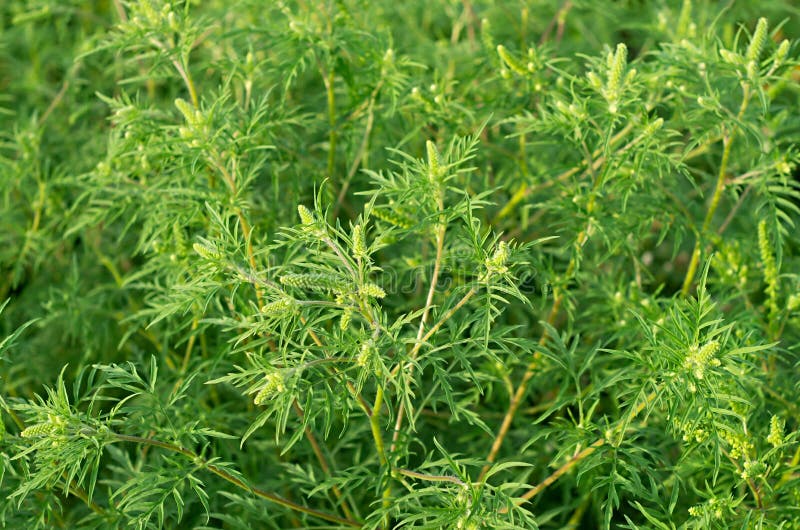 Blooming ragweed stock photo. Image of grass, closeup - 72577004