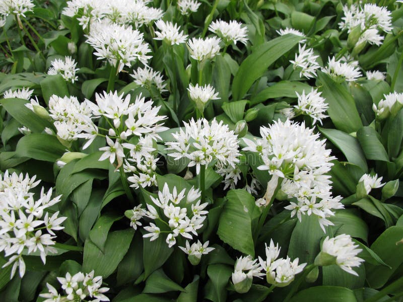 Ramsons Leaves, Allii Ursini Herba Stock Image - Image of ursinum ...