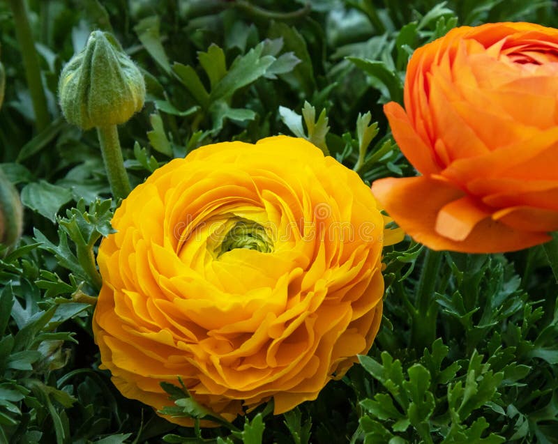 Blooming Ranunculus on a Background of Green Leaves Stock Photo - Image ...