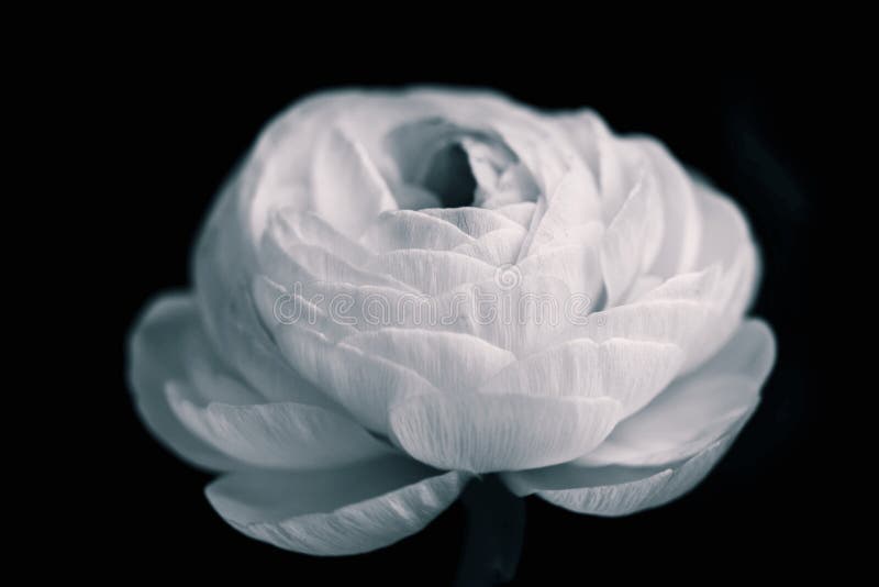 1,679 Black Ranunculus Stock Photos - Free & Royalty-Free Stock Photos ...