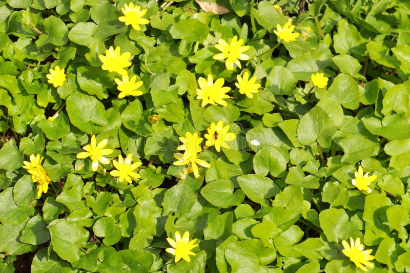 Blooming Ranunculus Ficaria in Park Stock Photo - Image of floral ...